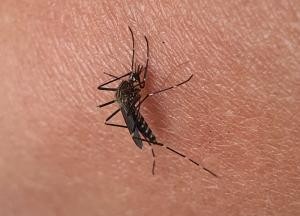 Asiatische Tigermücke | Weil am Rhein